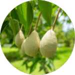 Primera Supplement Official | Advanced Female Support